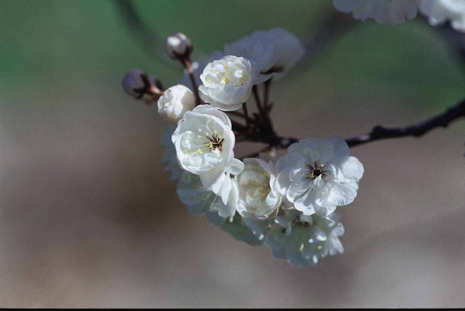 Fruit Trees – Bare Root Trees of Montana